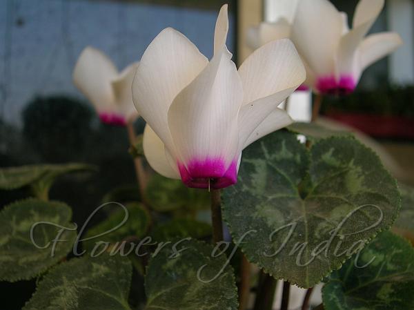 Cyclamen persicum - Florist Cyclamen