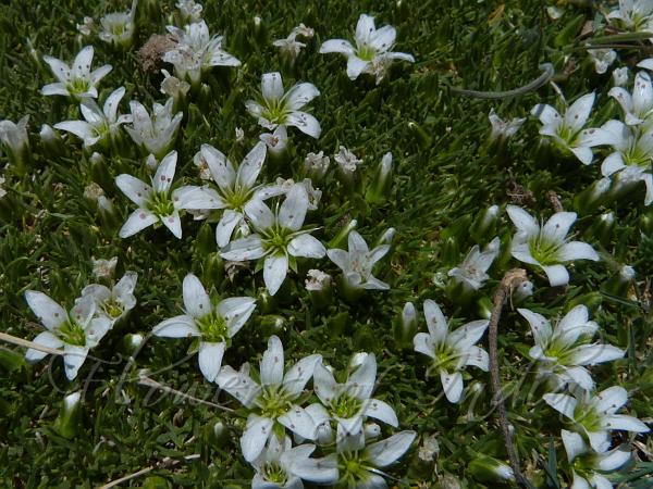 Arenaria bryophylla - Flycatcher Sandwort