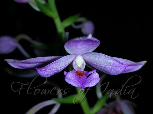 Calanthe sylvatica - Forest Calanthe