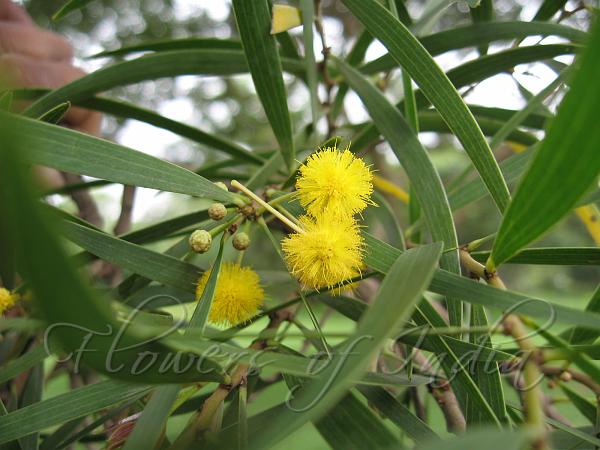 Acacia confusa - Formosa Acacia