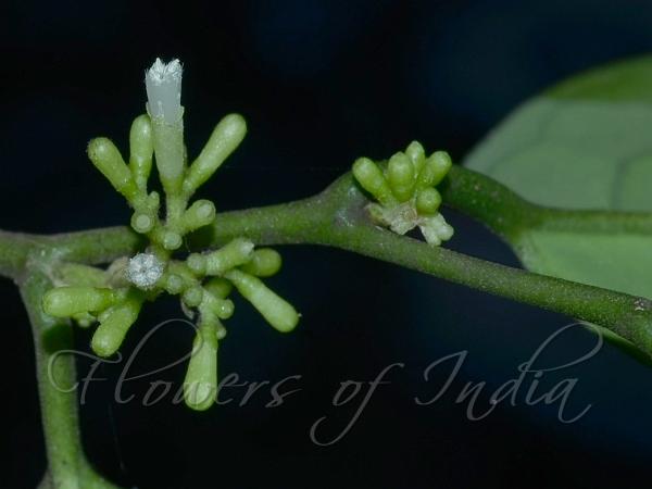 Gomphandra tetrandra - Four-Stamen Gomphandra