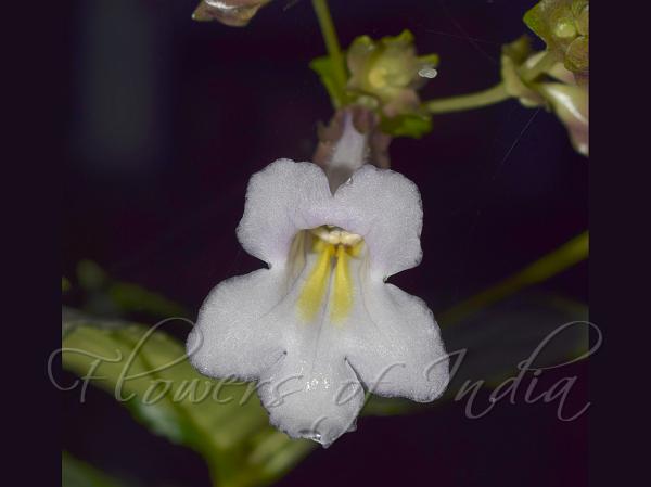 Lysionotus gamosepalus - Fused-Sepal Lysionotus