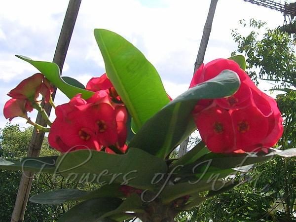 Euphorbia milii var. hislopii - Giant Crown of Thorns