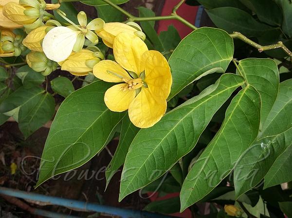 Senna nitida - Glossy Cassia