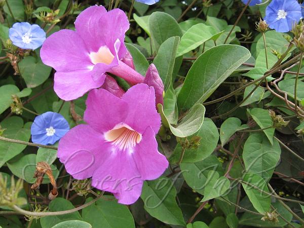 Saritaea magnifica - Glow Vine