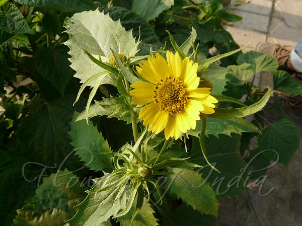 Verbesina encelioides - Golden Crownbeard