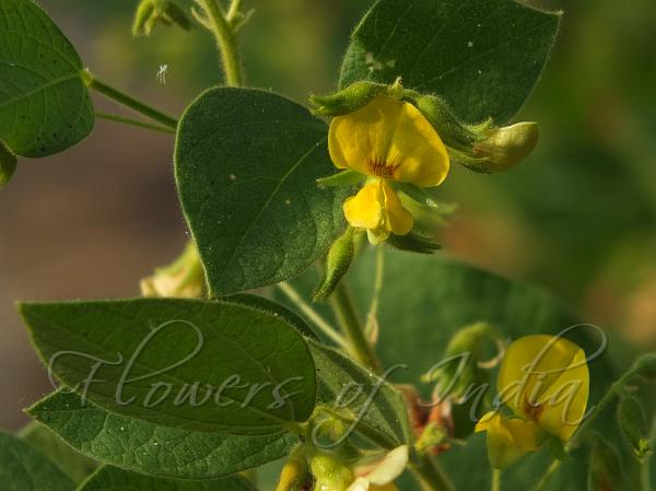 Rhynchosia cana - Grey Snoutbean