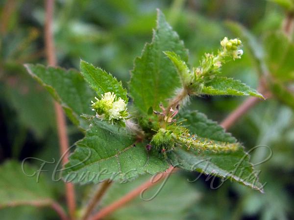 Croton hirtus - Hairy Croton