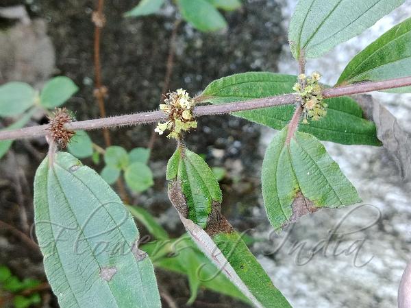 Gonostegia hirta - Hairy Pouzolz's Bush