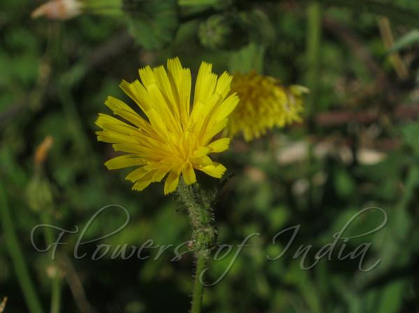 Picris hieracioides - Hawk Weed