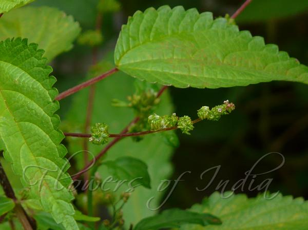 Laportea interrupta - Hen's Nettle