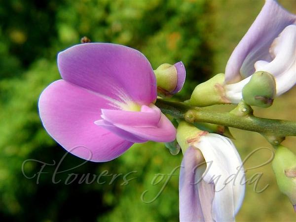 Canavalia Ensiformis Seeds