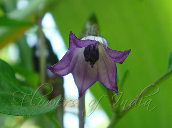 Capsicum annuum 'Black Hungarian' - Hungarian Black Chilli