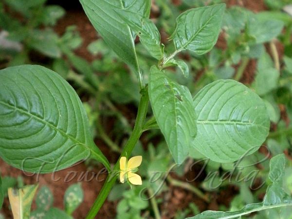 Ludwigia hyssopifolia - Hyssop-Leaved Water Primrose