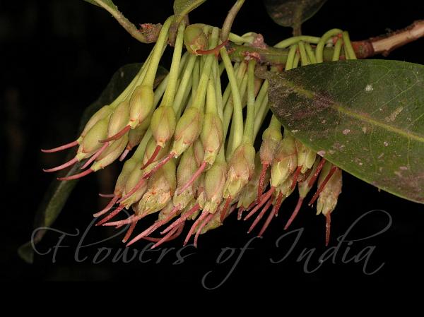 Madhuca neriifolia - Illipe Butter Tree