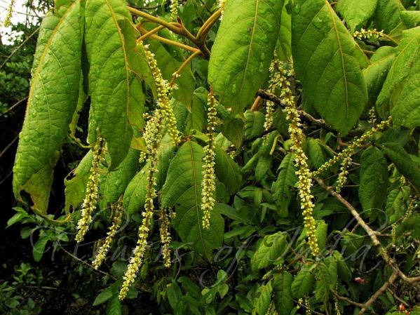 Allophylus cobbe - Indian Allophylus