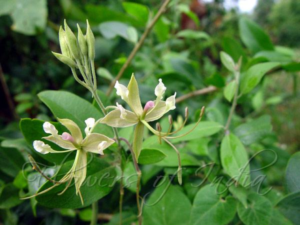 Cadaba fruticosa - Alchetron, The Free Social Encyclopedia