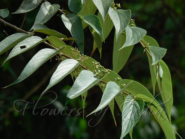 Trema orientale - Indian Charcoal Tree