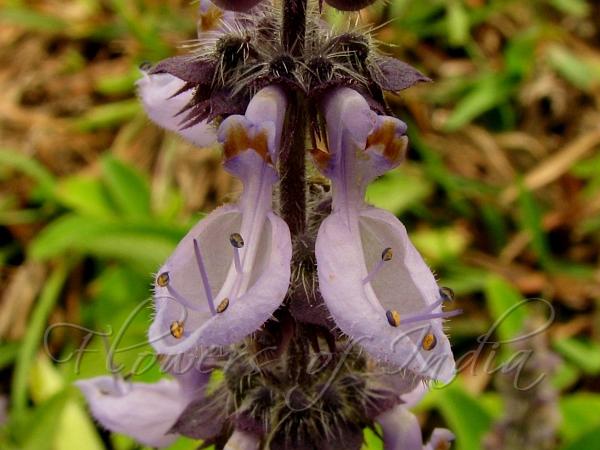 Plectranthus barbatus - Indian Coleus