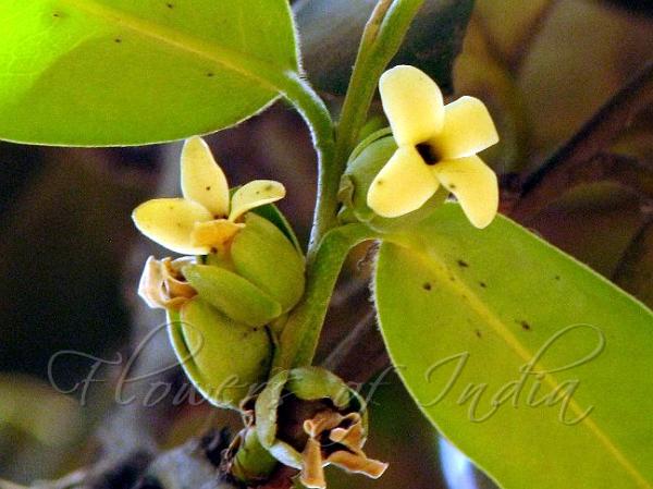 Diospyros ebenum - Indian Ebony