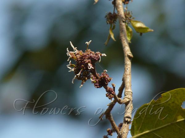 Holoptelea integrifolia - Indian Elm