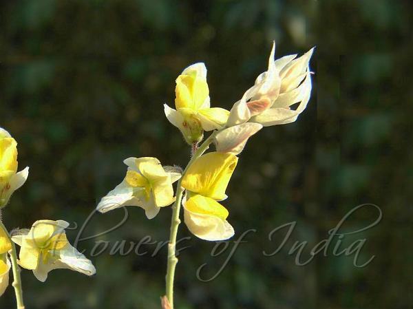 Paracalyx scariosus - Indian Husk-Pea