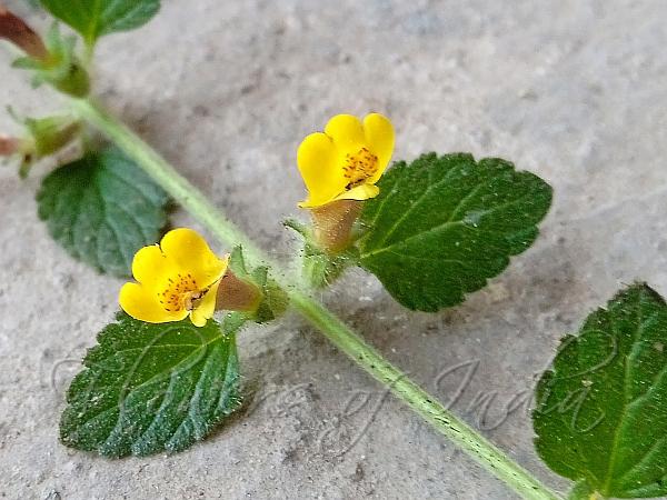 Lindenbergia indica - Indian Pout-Flower