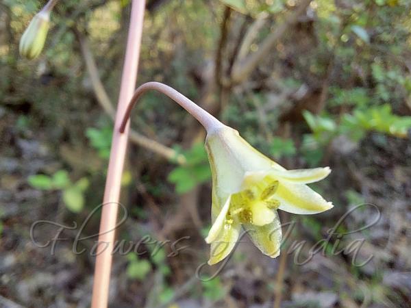 Drimia indica - Indian Squill