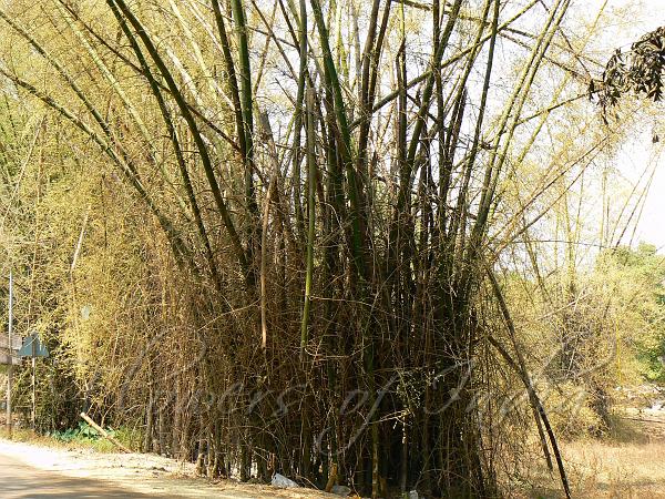 Bambusa bambos - Indian Thorny Bamboo