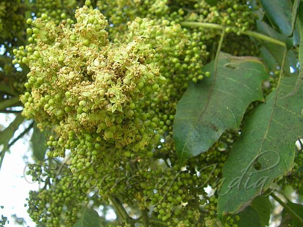 Ailanthus excelsa - Indian Tree of Heaven