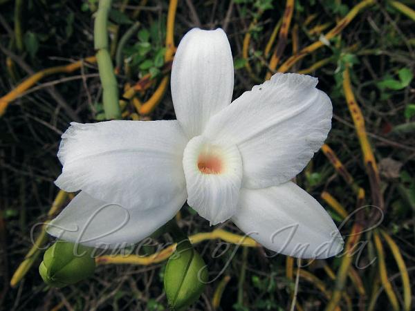 Vanilla walkeriae - Indian Vanilla Creeper