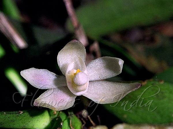 Pteroceras indicum - Indian Winged-Horn Orchid