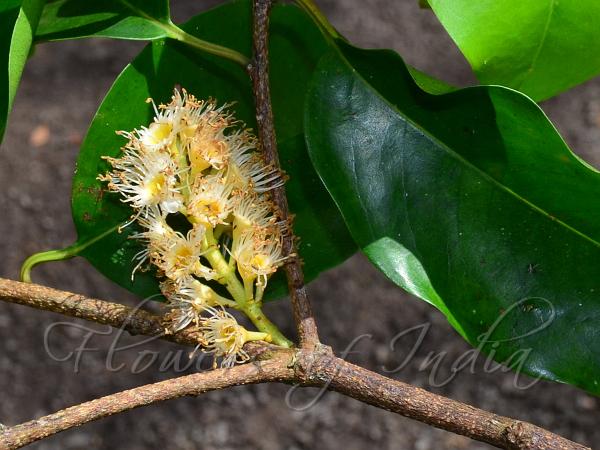 Prunus javanica - Java Cherry