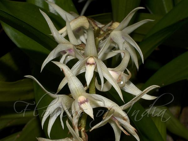 Eria javanica - Java Eria