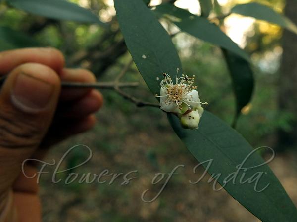 Eugenia singampattiana - Jungle Guava