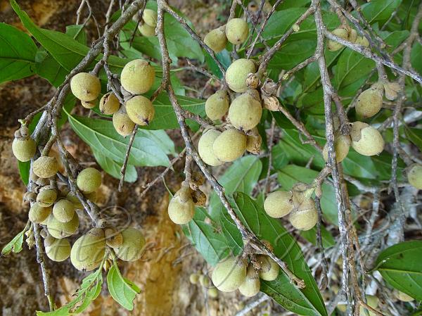 Sycopsis griffithiana - Khasi Fighazel