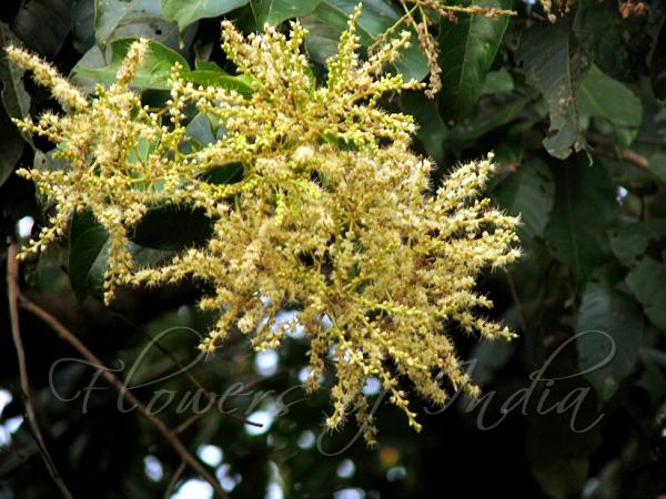 Terminalia paniculata - Kindal Tree
