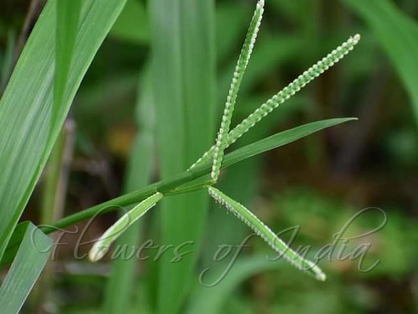 Paspalum scrobiculatum - Kodo Millet