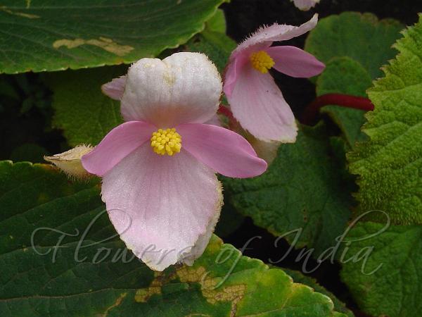 Begonia concanensis - Konkan Begonia