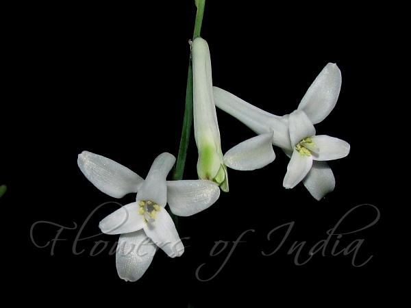 Dipcadi concanense - Konkan Dipcadi