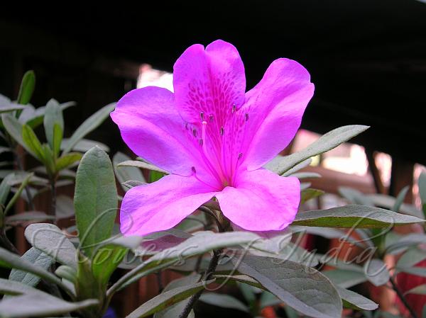 Rhododendron yedoense - Korean Azalea