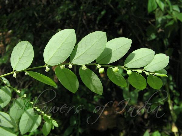 Phyllanthus rheedei - Kozhikode Leaf-Flower