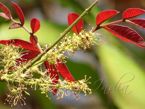 Schleichera oleosa - Kusum Tree