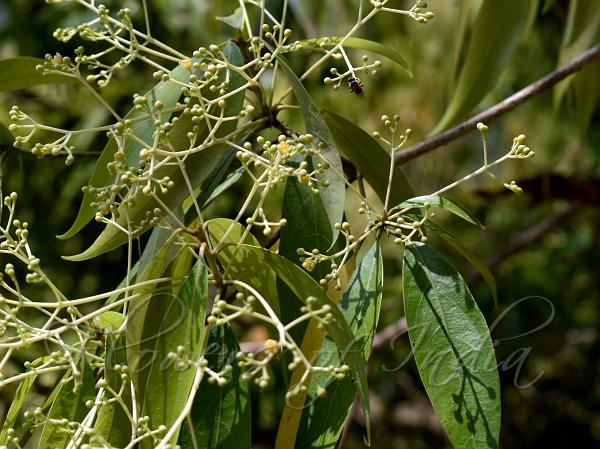 Phoebe lanceolata - Lanceleaf Laurel