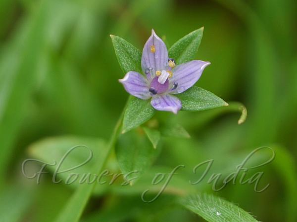 Lomatogonium minus - Lesser Felwort