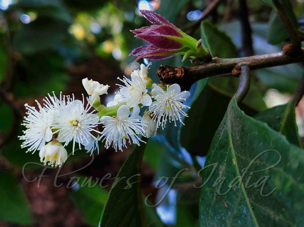 Symplocos racemosa - Lodh Tree