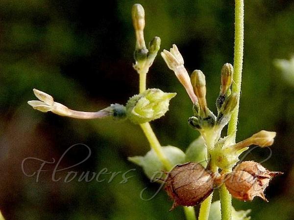 Kohautia aspera - Long-Flower Trembletop