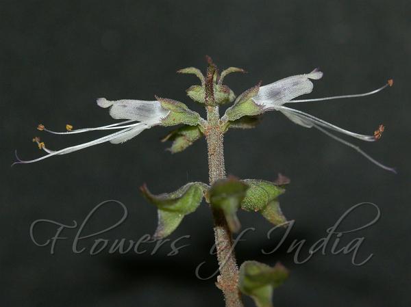 Ocimum filamentosum - Long-Stamen Basil