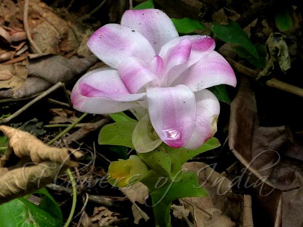 Curcuma amada - Mango Ginger