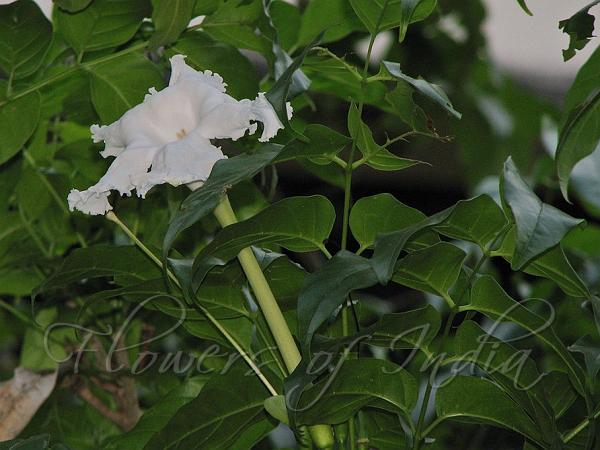 Dolichandrone spathacea - Mangrove Trumpet Tree
